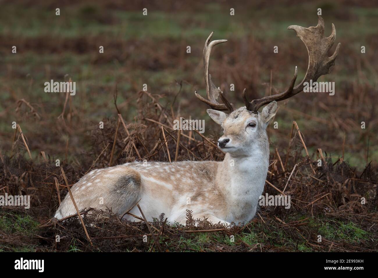 Fallow deer sitting down showing off his antlers Stock Photo - Alamy