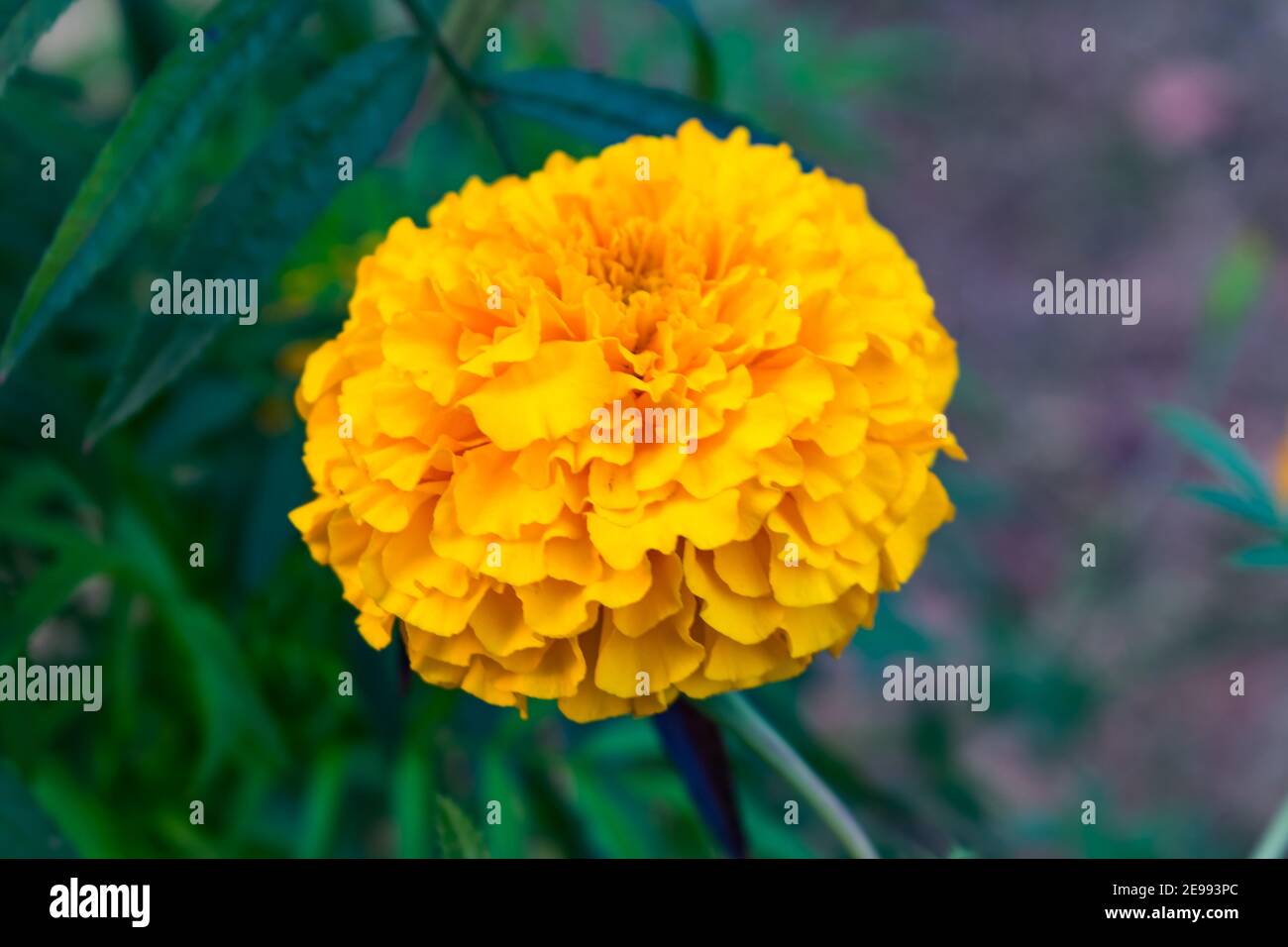 Indian marigold flower hi-res stock photography and images - Alamy