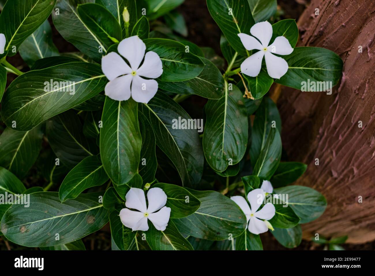 Periwinkle indian plant hi-res stock photography and images - Alamy