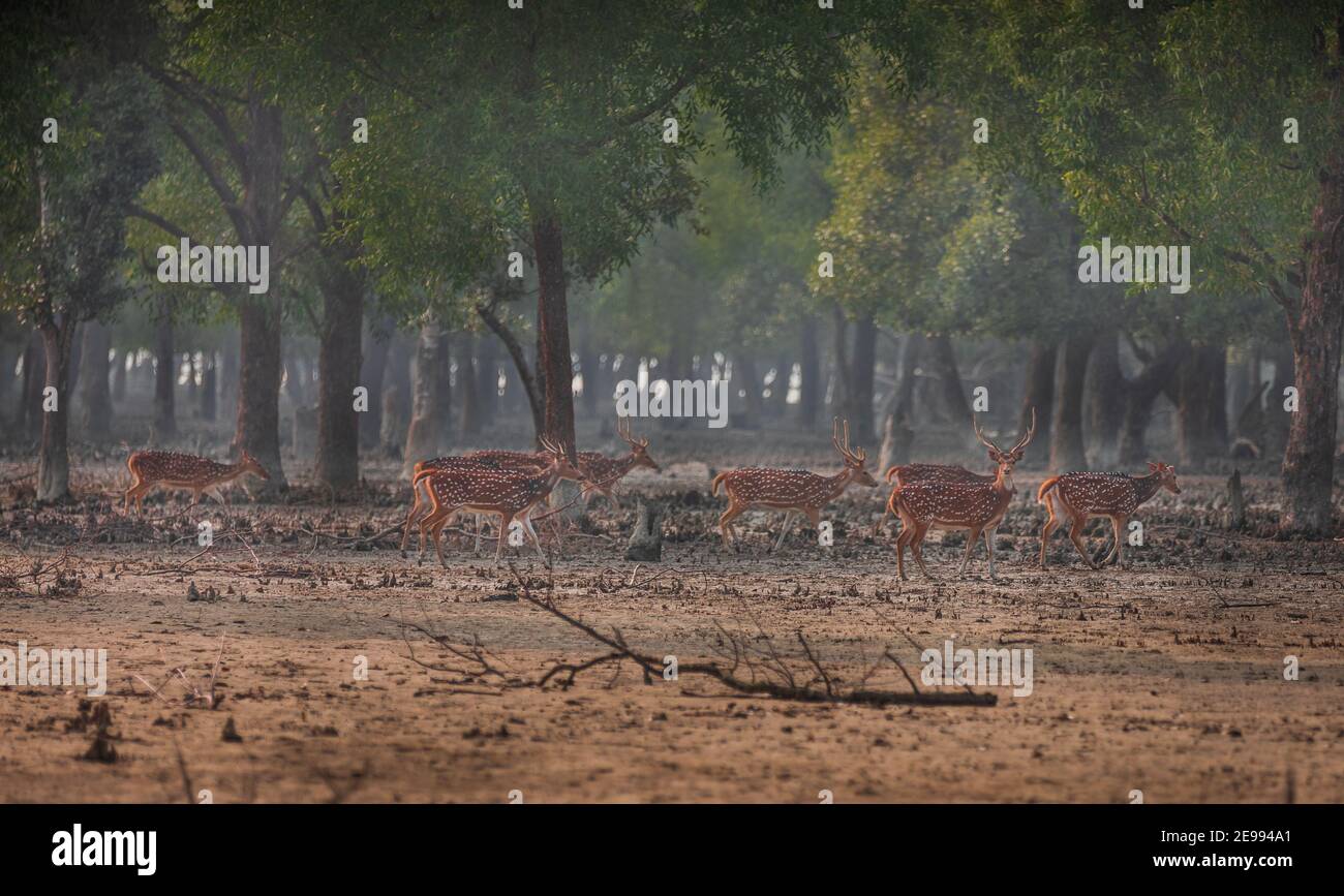 The Sundarbans mangrove forest. Bagerhat, Bangladesh Stock Photo - Alamy