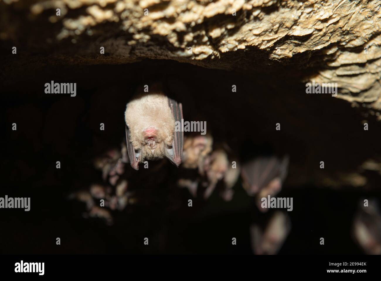 Groups of sleeping bats in cave - Lesser mouse-eared bat (Myotis ...