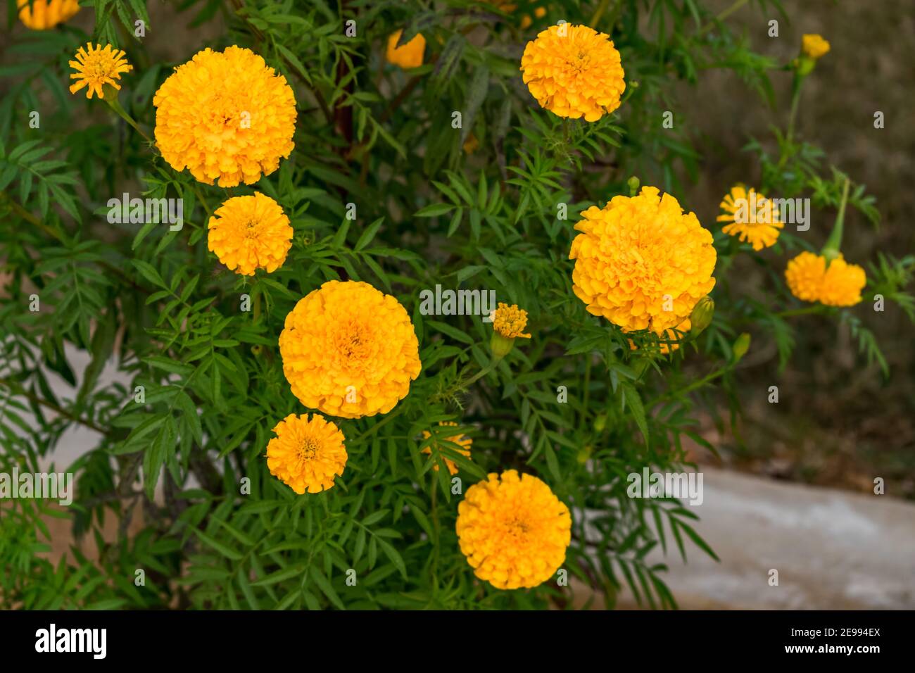 Golden merigold hi-res stock photography and images - Alamy