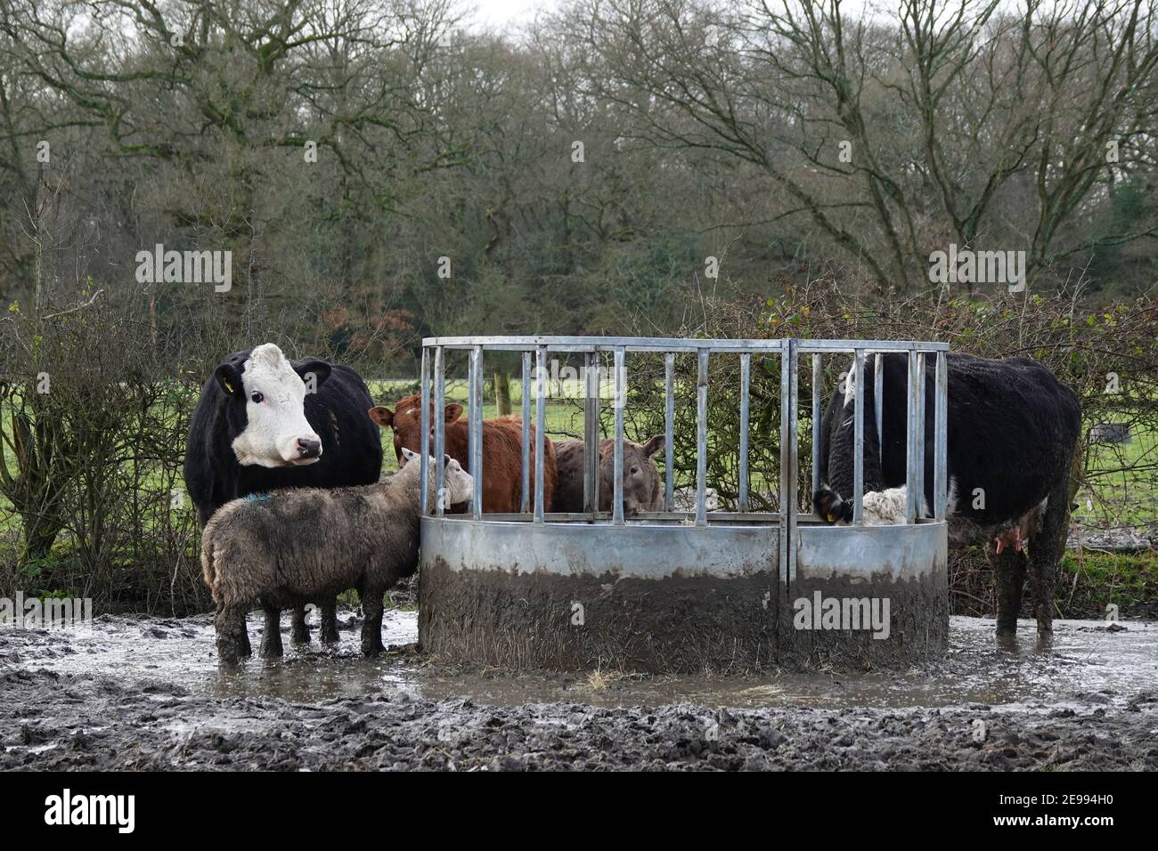 Muddy farmyard no animals hi-res stock photography and images - Alamy