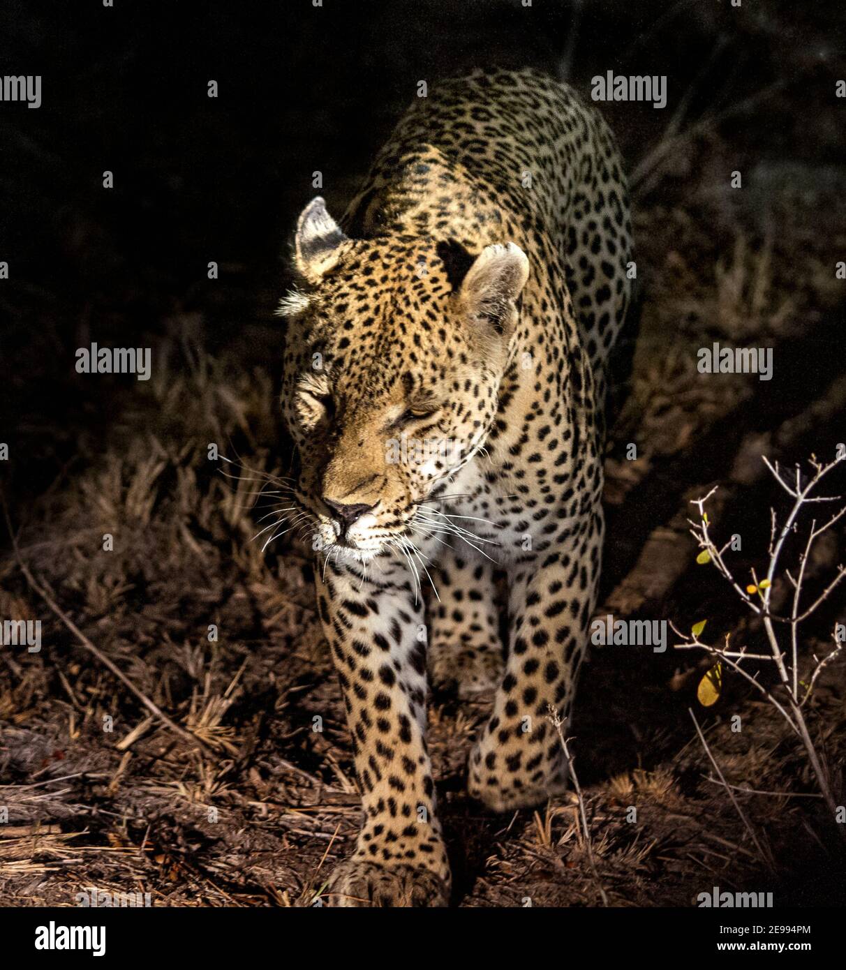 Leopard Prowling at Night Stock Photo - Alamy