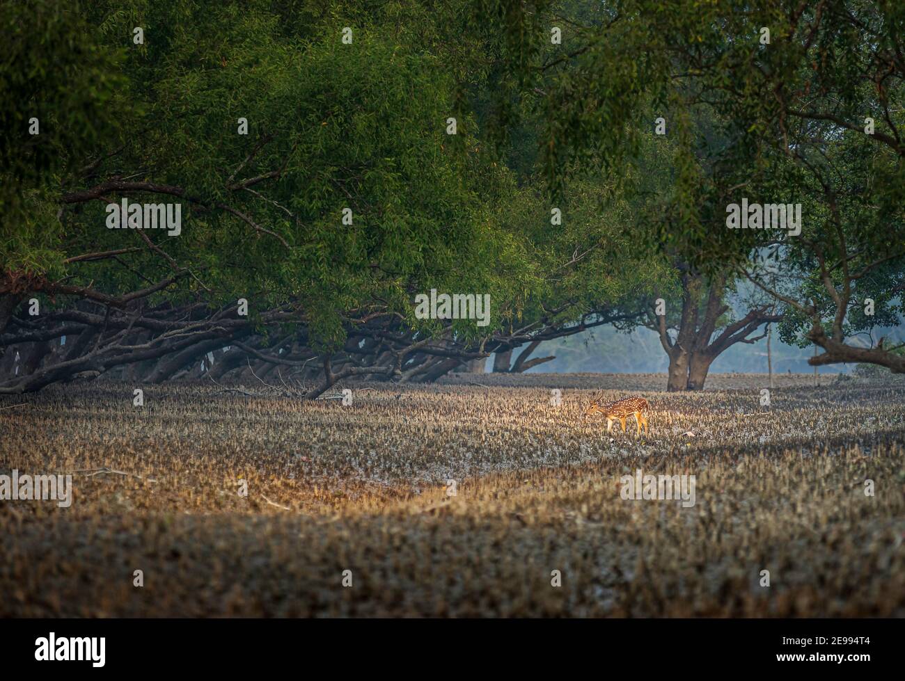 The Sundarbans mangrove forest. Bagerhat, Bangladesh Stock Photo - Alamy
