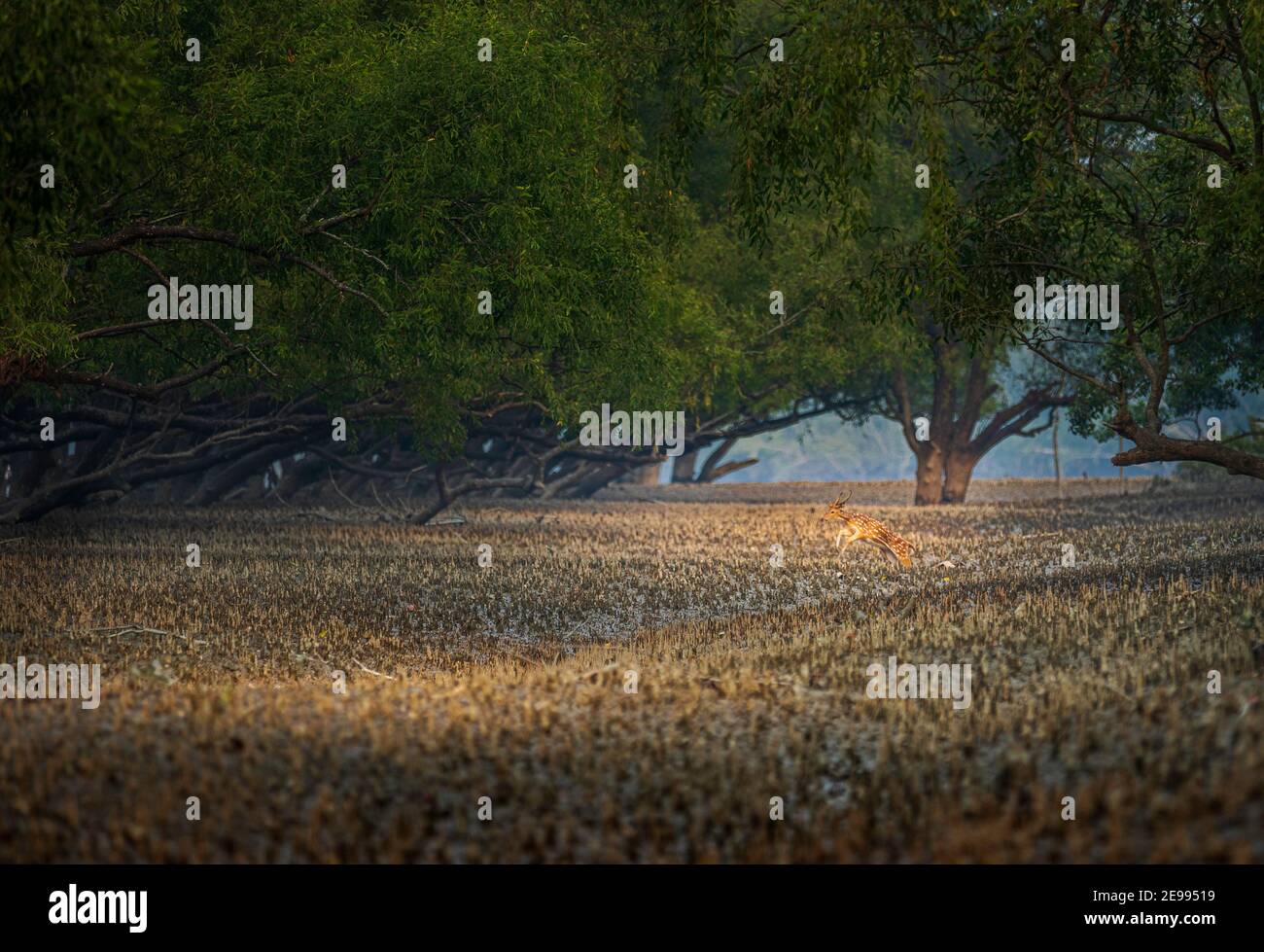 The Sundarbans mangrove forest. Bagerhat, Bangladesh Stock Photo - Alamy
