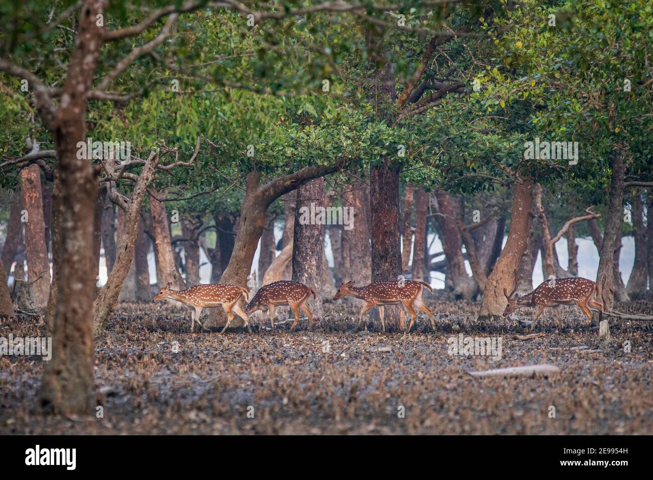 The Sundarbans mangrove forest. Bagerhat, Bangladesh Stock Photo - Alamy