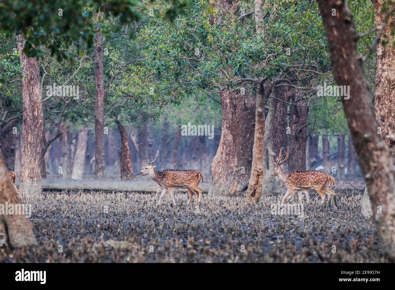The Sundarbans mangrove forest. Bagerhat, Bangladesh Stock Photo - Alamy