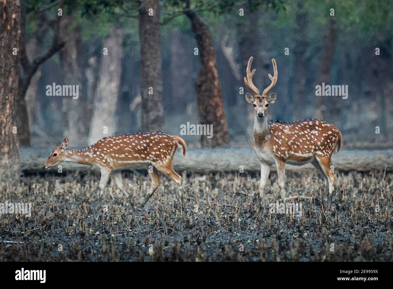 Mangrove plantation bangladesh hi-res stock photography and images - Alamy