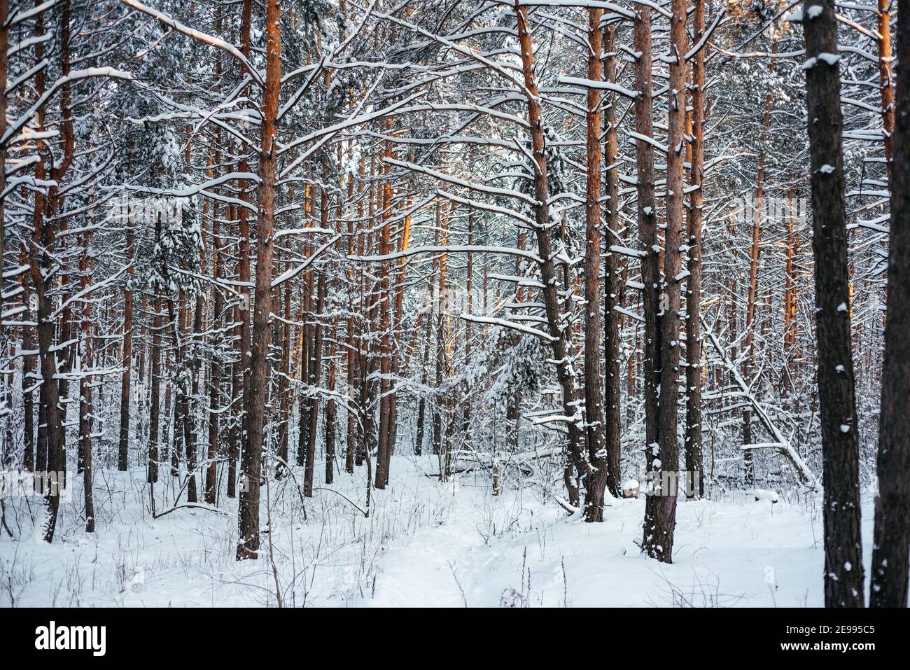 Pine tree trunks hi-res stock photography and images - Alamy