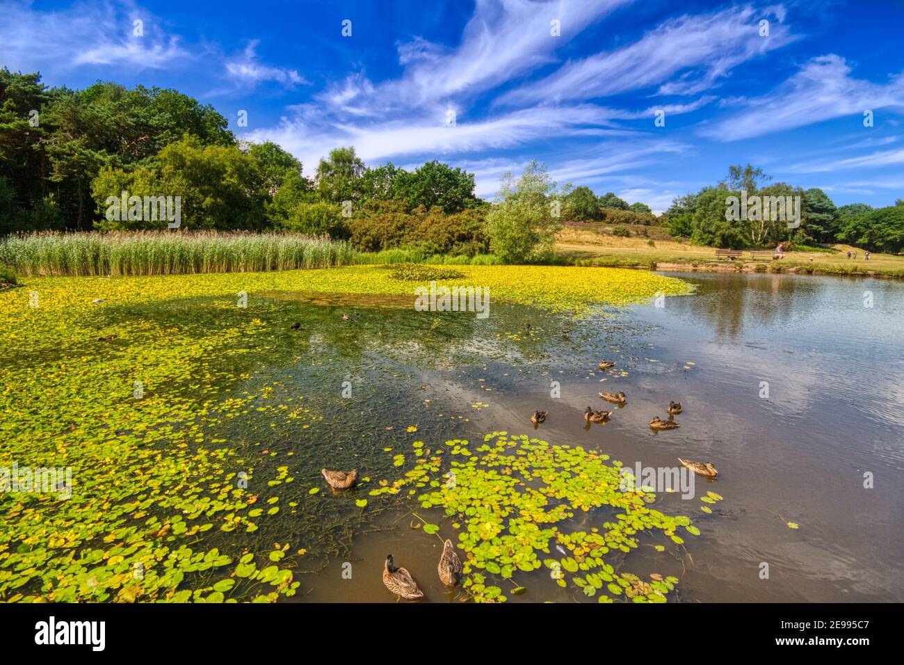 A Happy Pond - Queen's Park, Bournemouth Stock Photo - Alamy