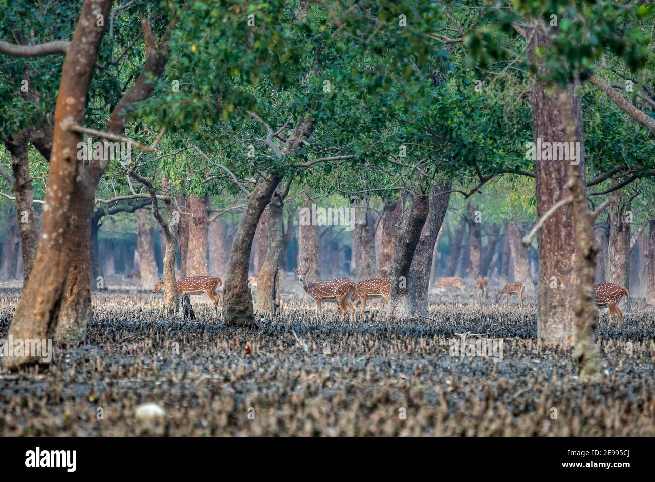 The Sundarbans mangrove forest. Bagerhat, Bangladesh Stock Photo - Alamy