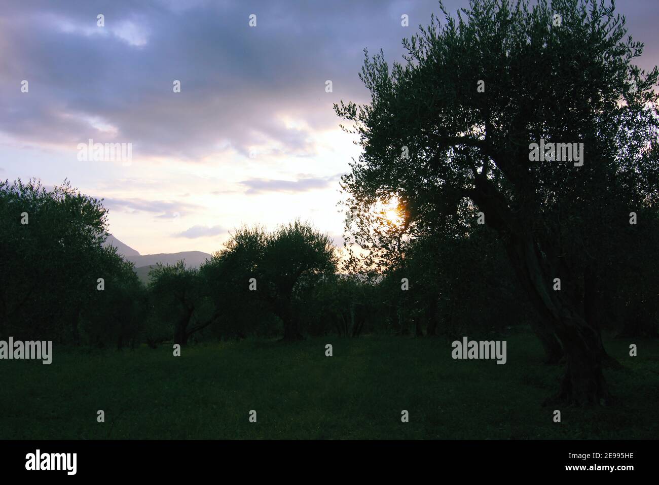 olive fields and sunset sky Stock Photo - Alamy