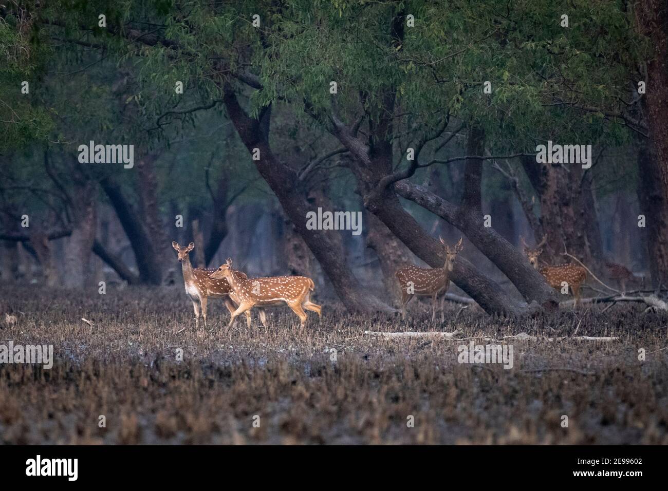 Mangrove plantation bangladesh hi-res stock photography and images - Alamy