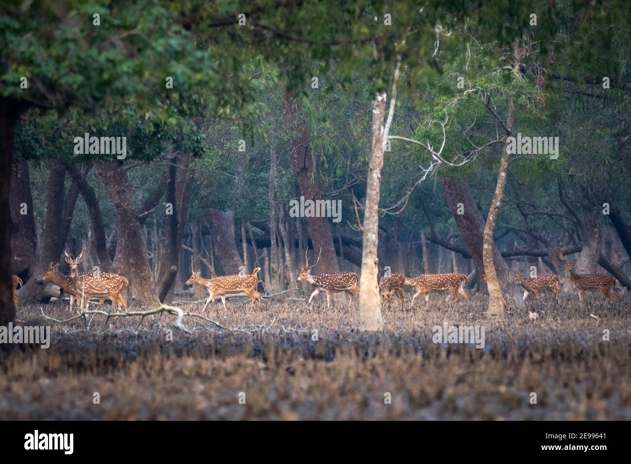 Sundarban mangrove forest hi-res stock photography and images - Alamy