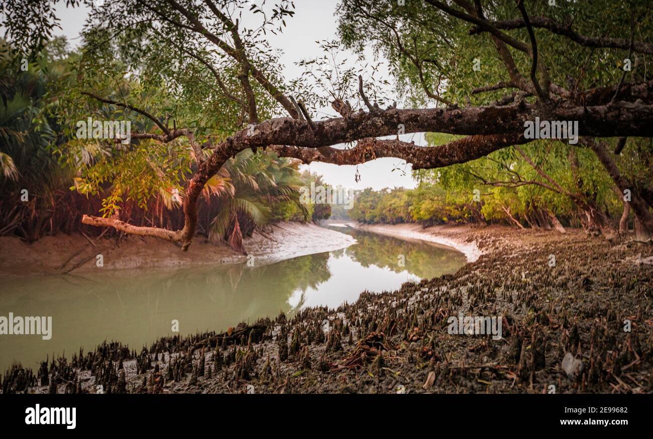 The Sundarbans mangrove forest. Bagerhat, Bangladesh Stock Photo - Alamy