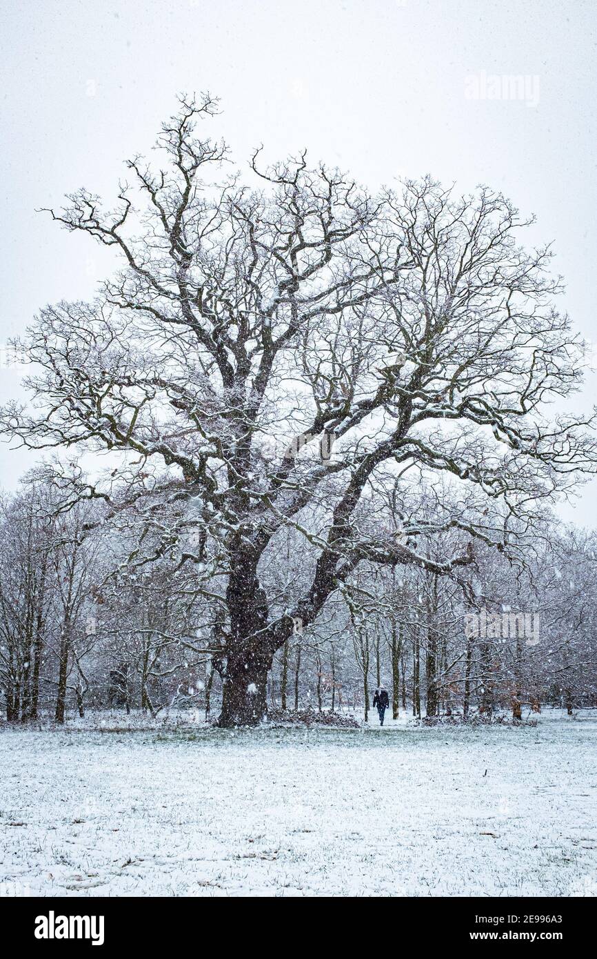 Beautiful trees in a snow day at the park Stock Photo - Alamy