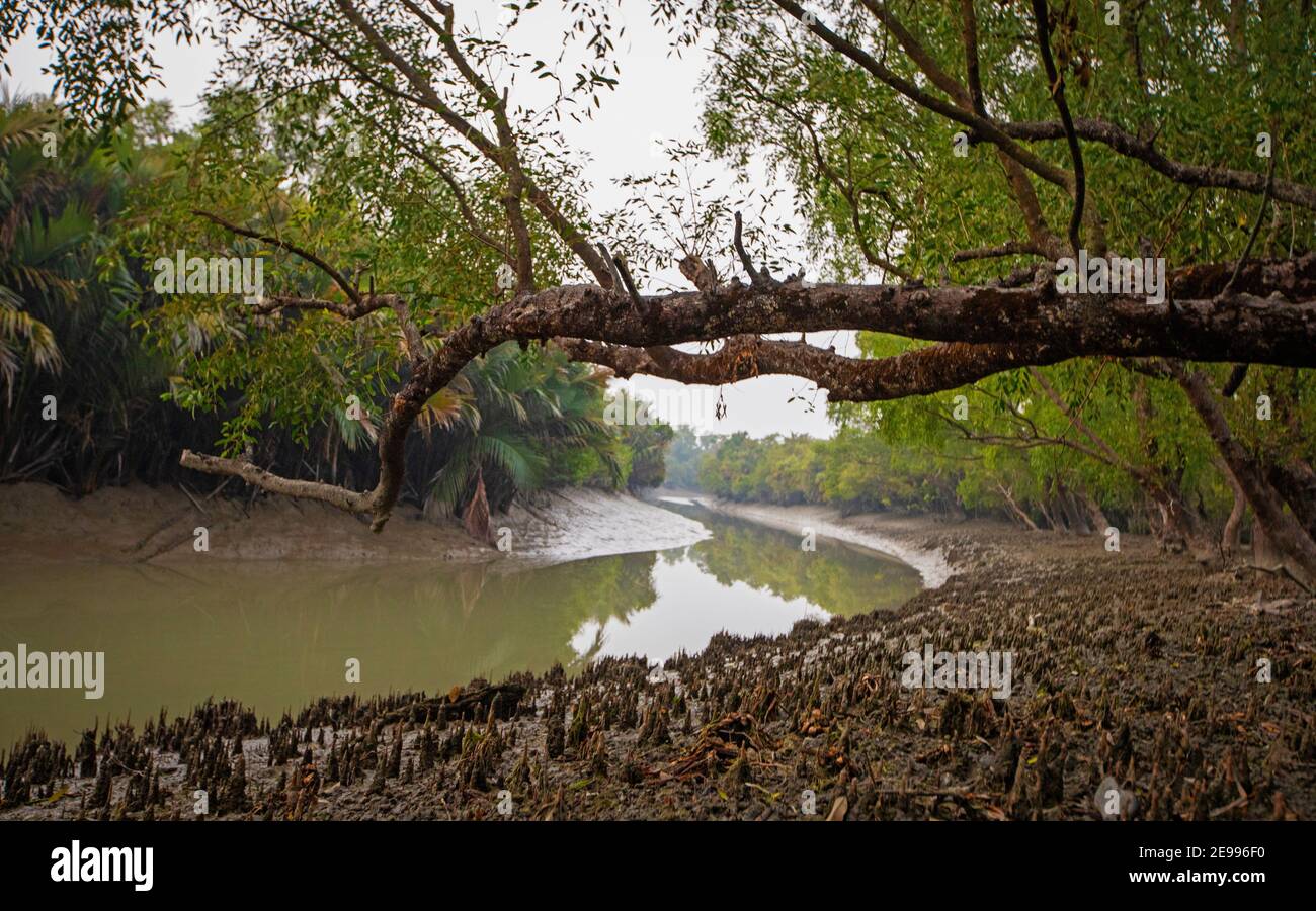 The Sundarbans mangrove forest. Bagerhat, Bangladesh Stock Photo - Alamy