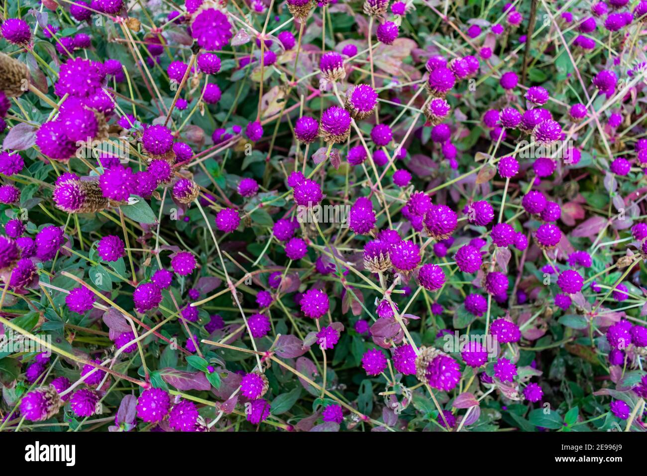 Round flower bed hi-res stock photography and images - Alamy