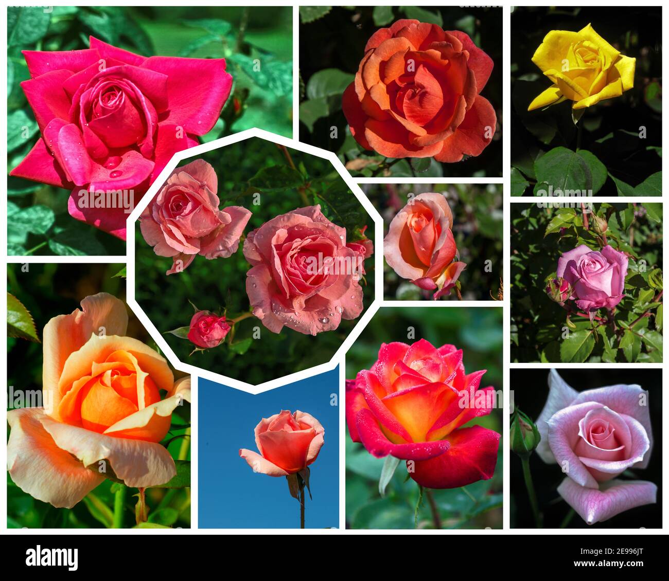 roses collage, 10 close-ups, varied colors, cultivated flowers, nature ...