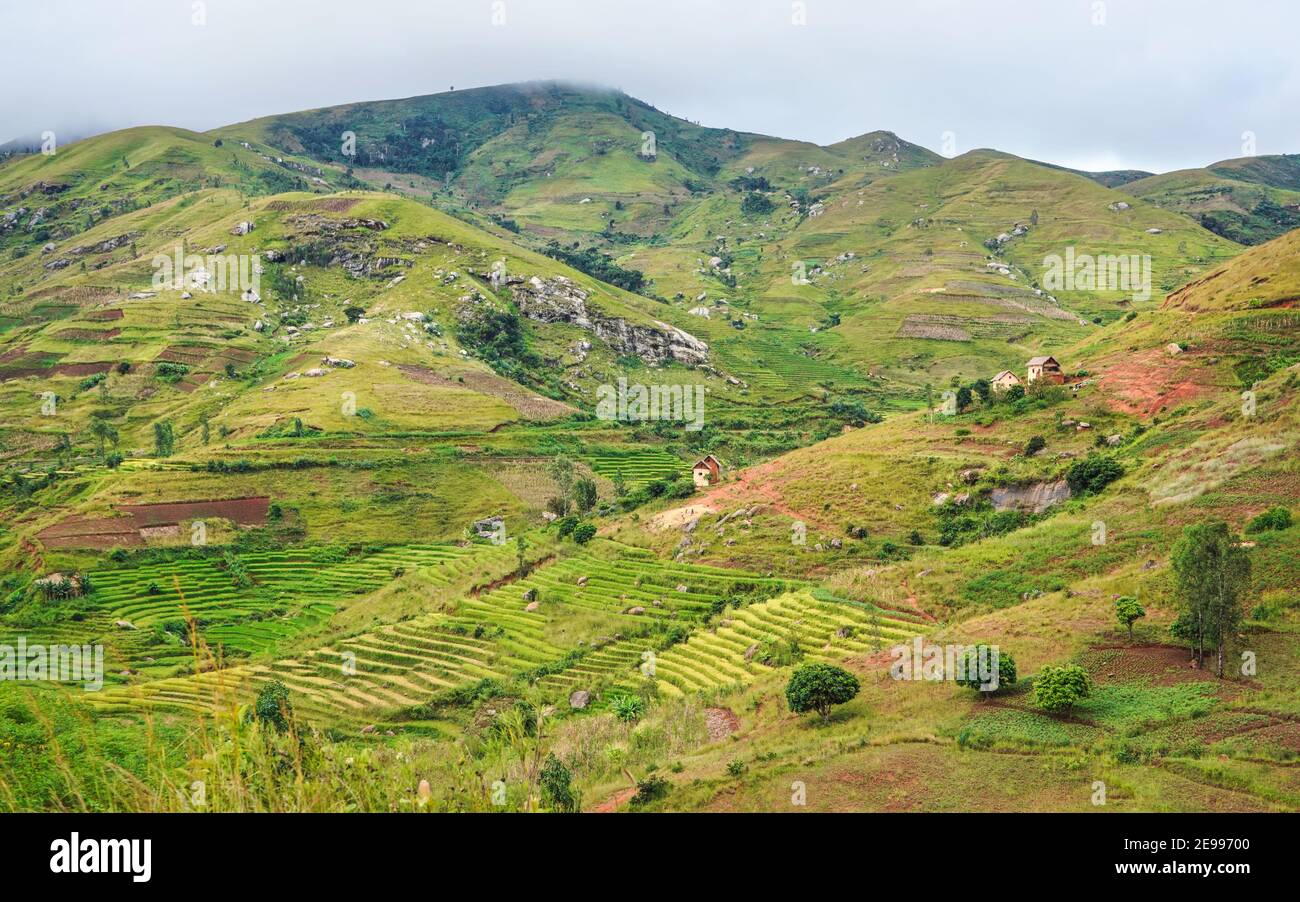 Madagascar rice terrace hi-res stock photography and images - Alamy