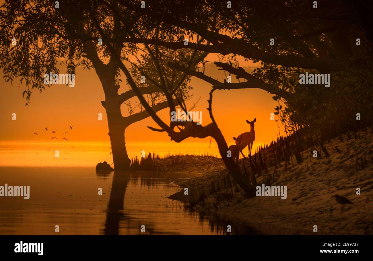 The Sundarbans mangrove forest. Bagerhat, Bangladesh Stock Photo - Alamy