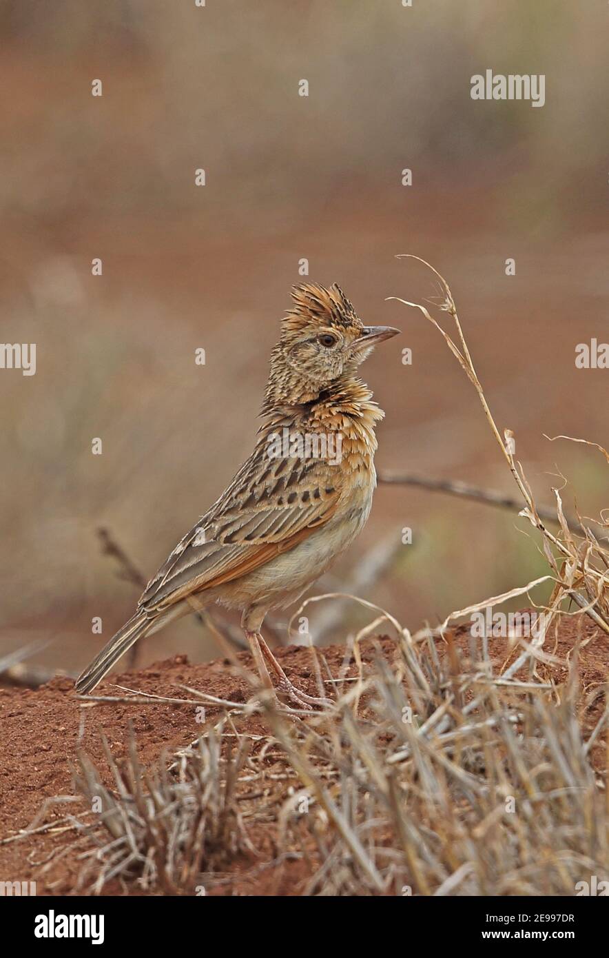 Mirafra africa hi-res stock photography and images - Alamy