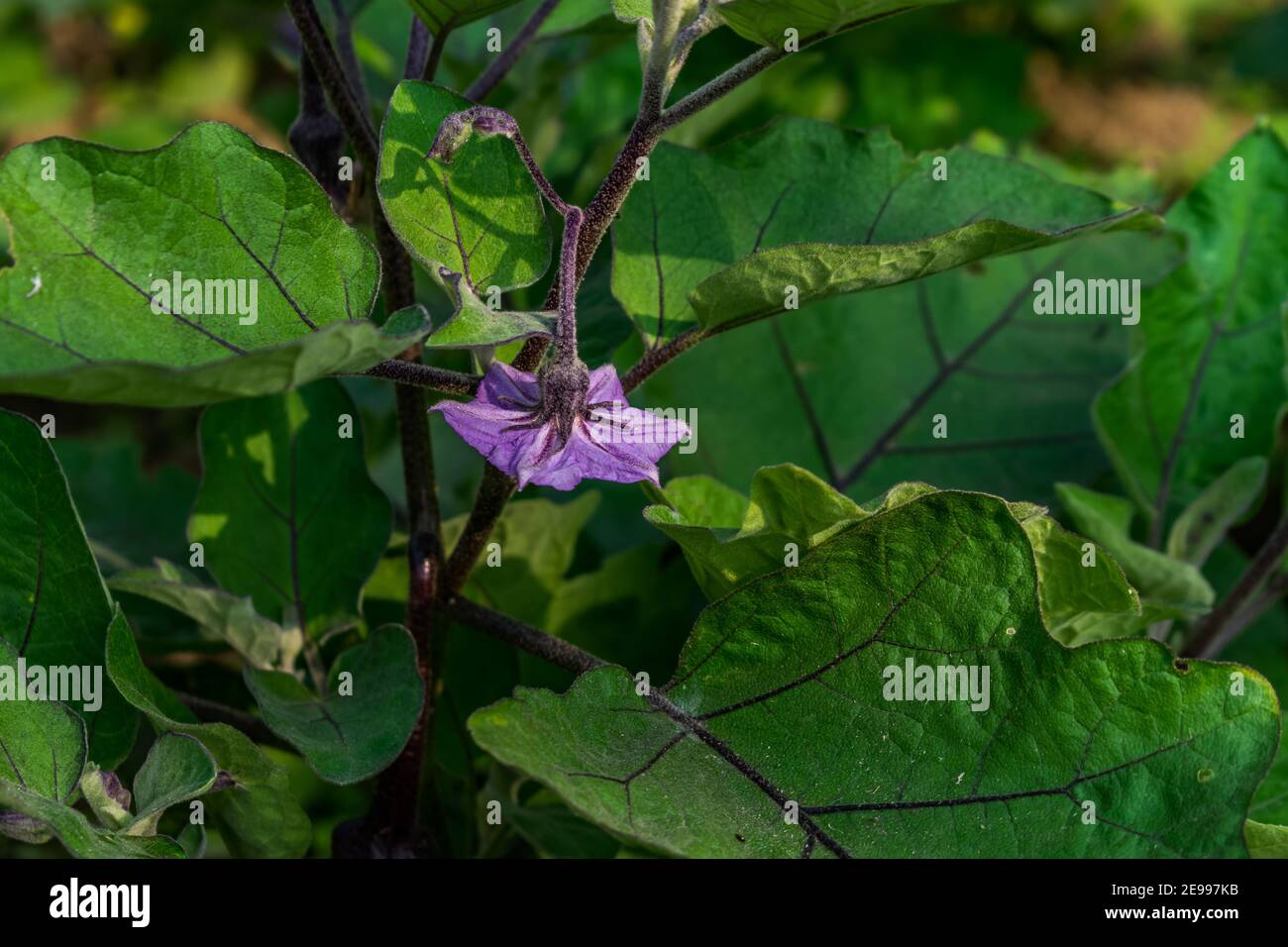close view of brinjal tree & flower locating on indian rural farm Stock ...