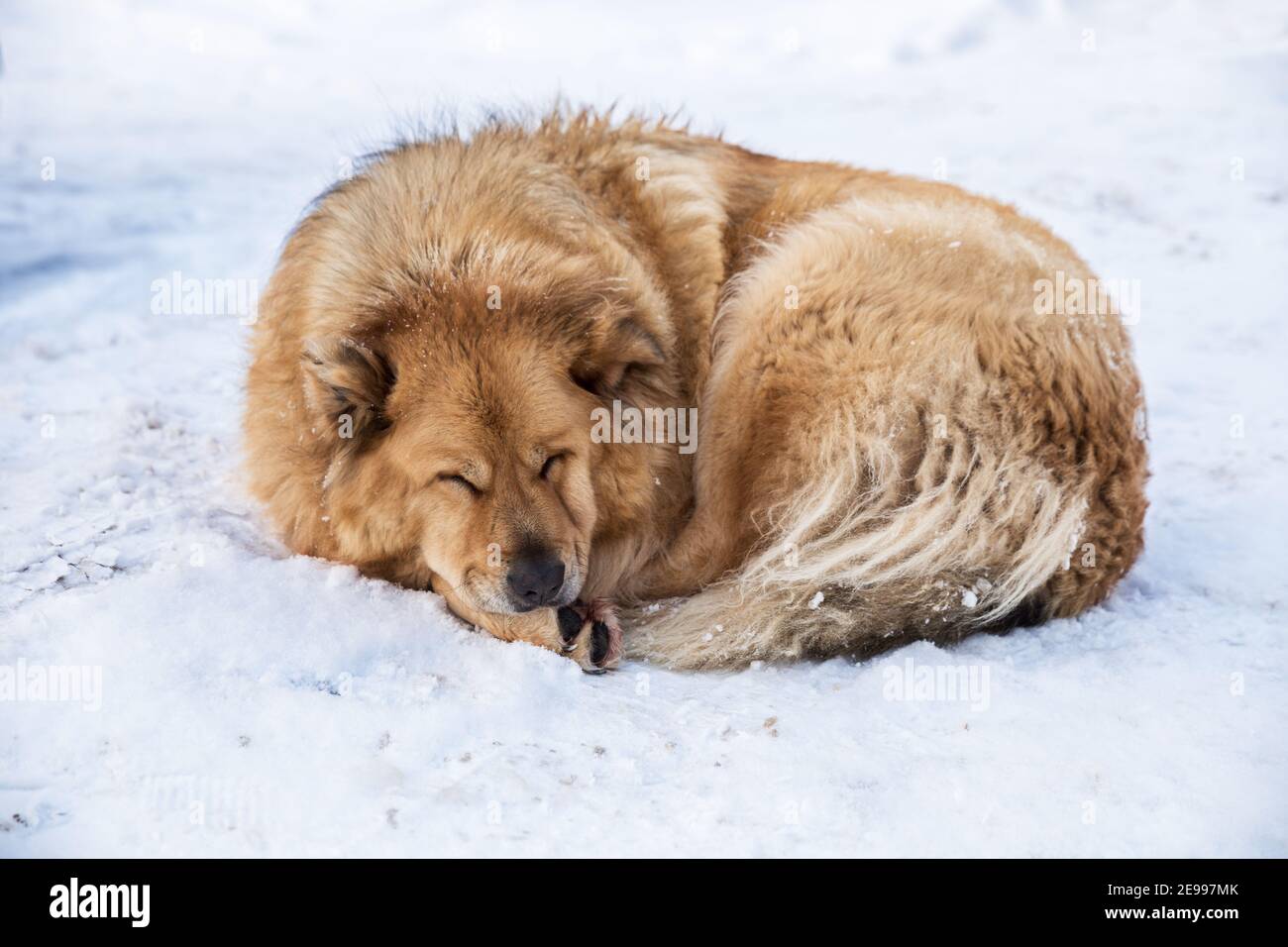 Big beautiful fluffy homeless dog sleeps in frosty winter in the snow ...