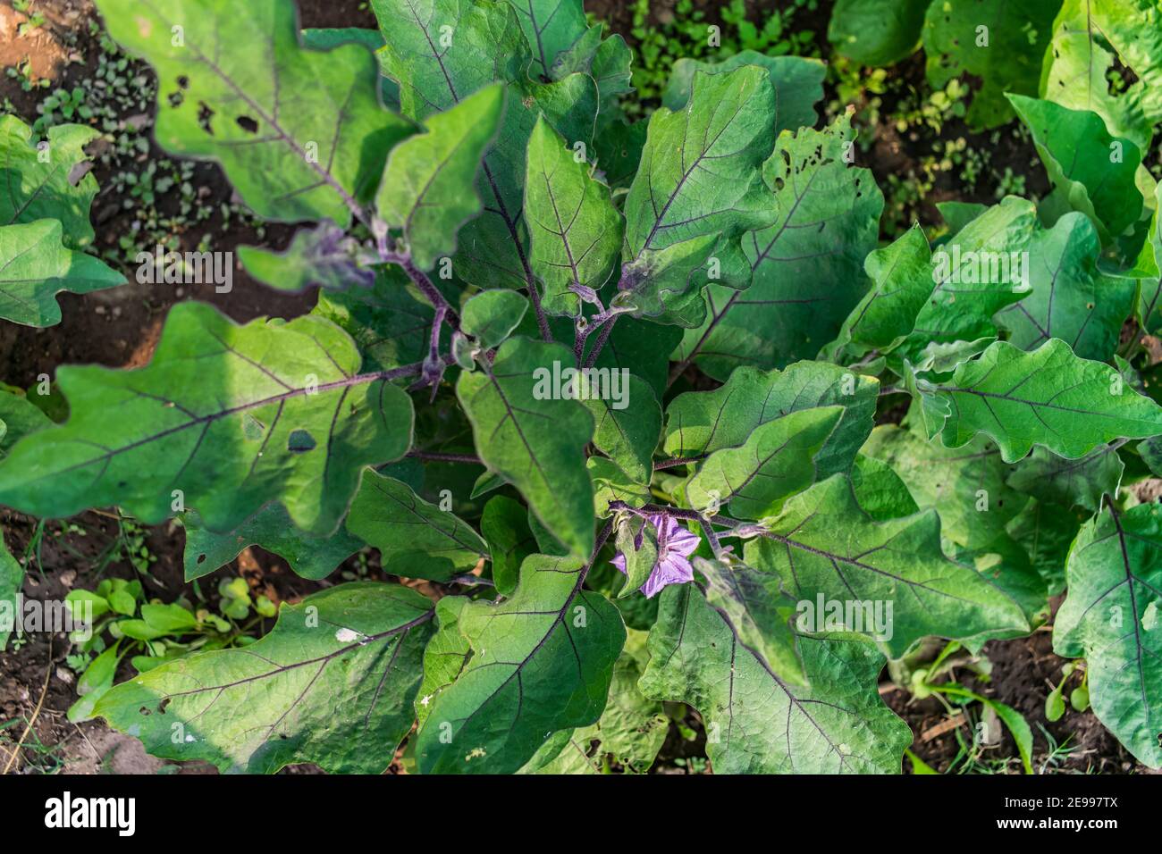 close view of brinjal tree & flower locating on indian rural farm Stock ...