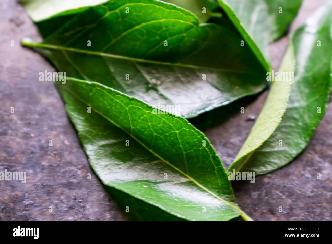 curry leaf close view looking awesome in an indian kitchen Stock Photo ...