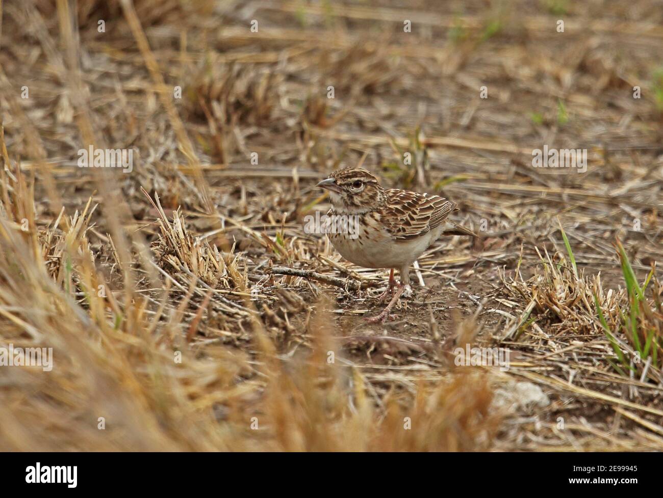 Sabota Lark (Calendulauda sabota) adult walking on ground Kruger NP ...