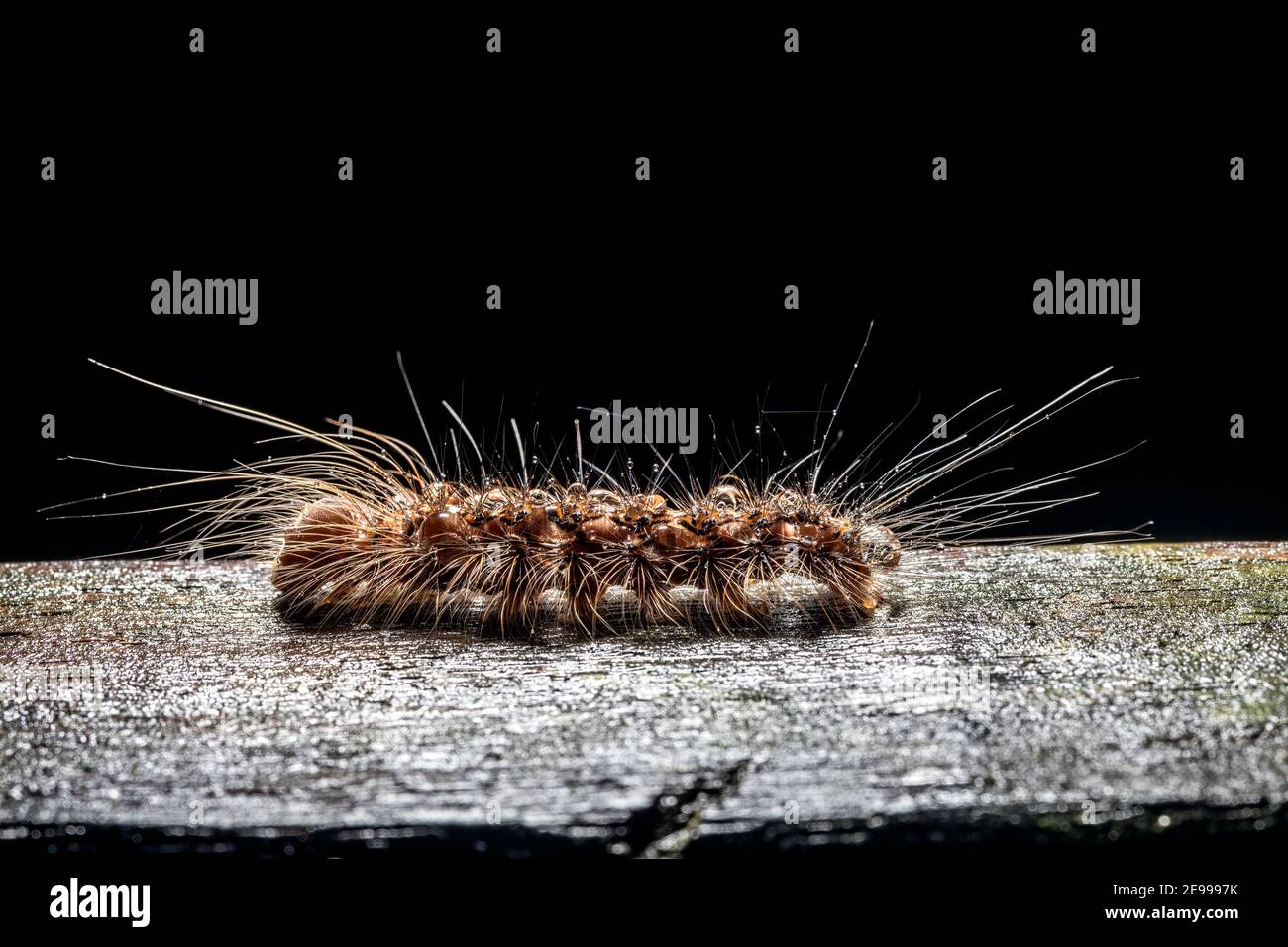 Caterpillar at night in rainforest, Mulu, Malaysia Stock Photo - Alamy