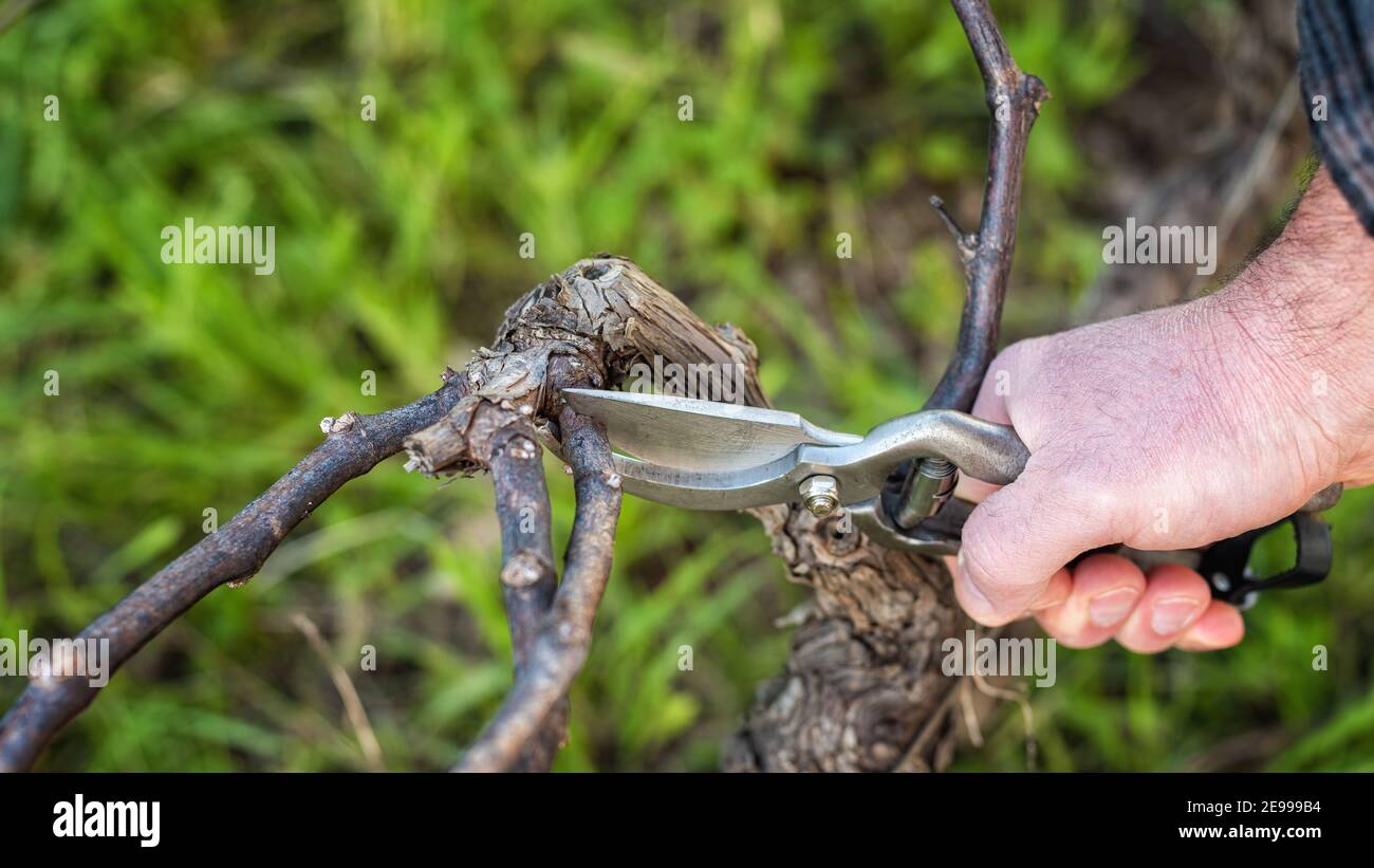 Close-up of a winegrower hand. Prune the vineyard with professional ...