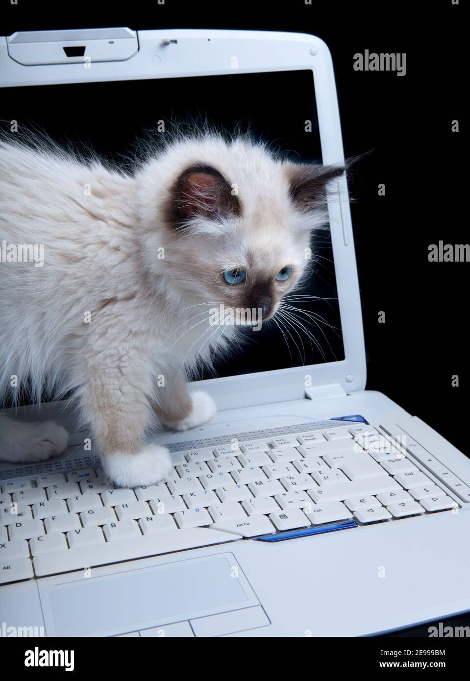 Computer kittens hi-res stock photography and images - Alamy