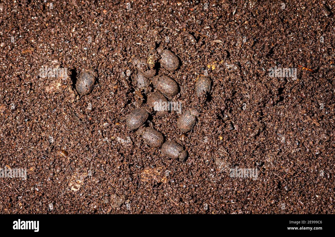 Bat guano beetles hi-res stock photography and images - Alamy