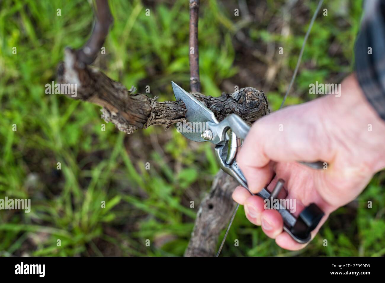 Close-up of a winegrower hand. Prune the vineyard with professional ...