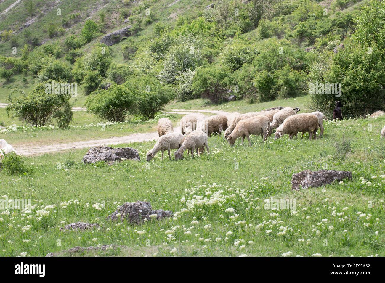 Sheep facing each other in a green field. Beautiful rural lanscape ...
