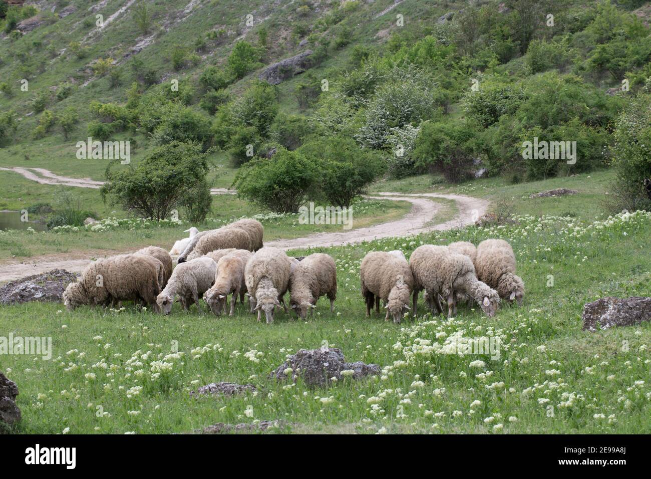 Sheep facing the tree hi-res stock photography and images - Alamy