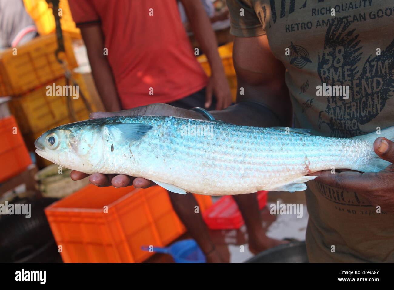 Mugil cephalus hi-res stock photography and images - Alamy