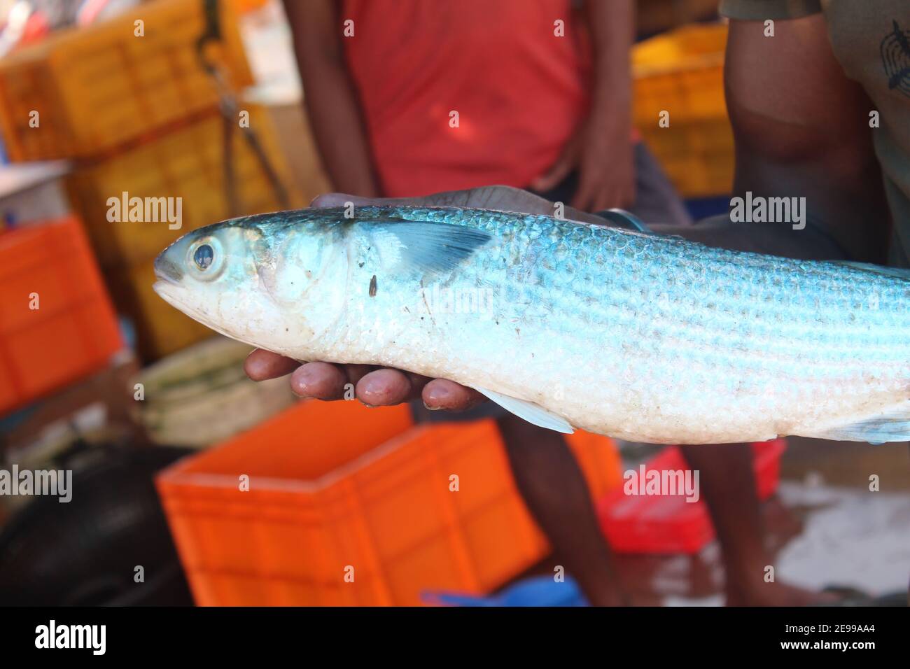 Flathead gray mullet hi-res stock photography and images - Alamy