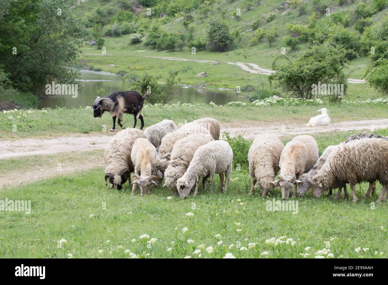 Sheep facing the tree hi-res stock photography and images - Alamy