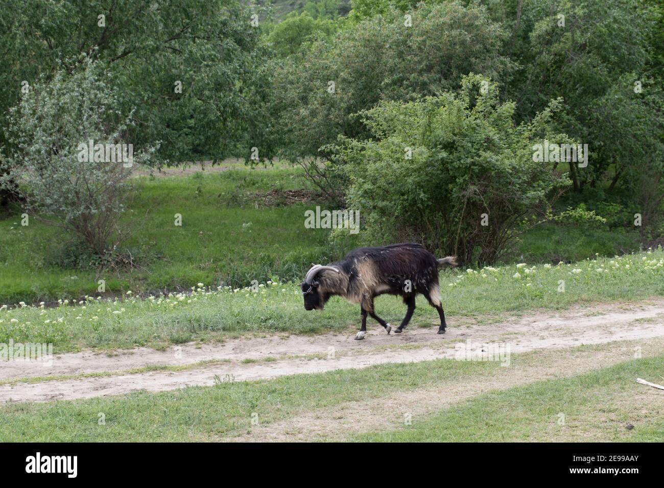 Old goat hi-res stock photography and images - Alamy