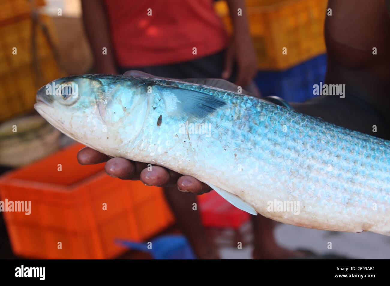 Mugil cephalus hi-res stock photography and images - Alamy