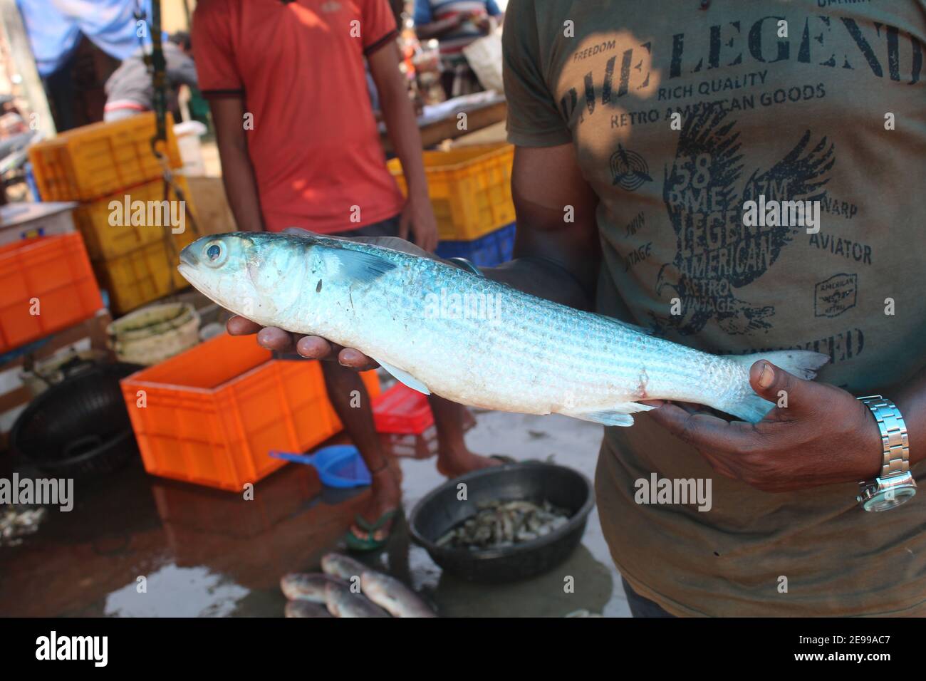 Mugil cephalus hi-res stock photography and images - Alamy