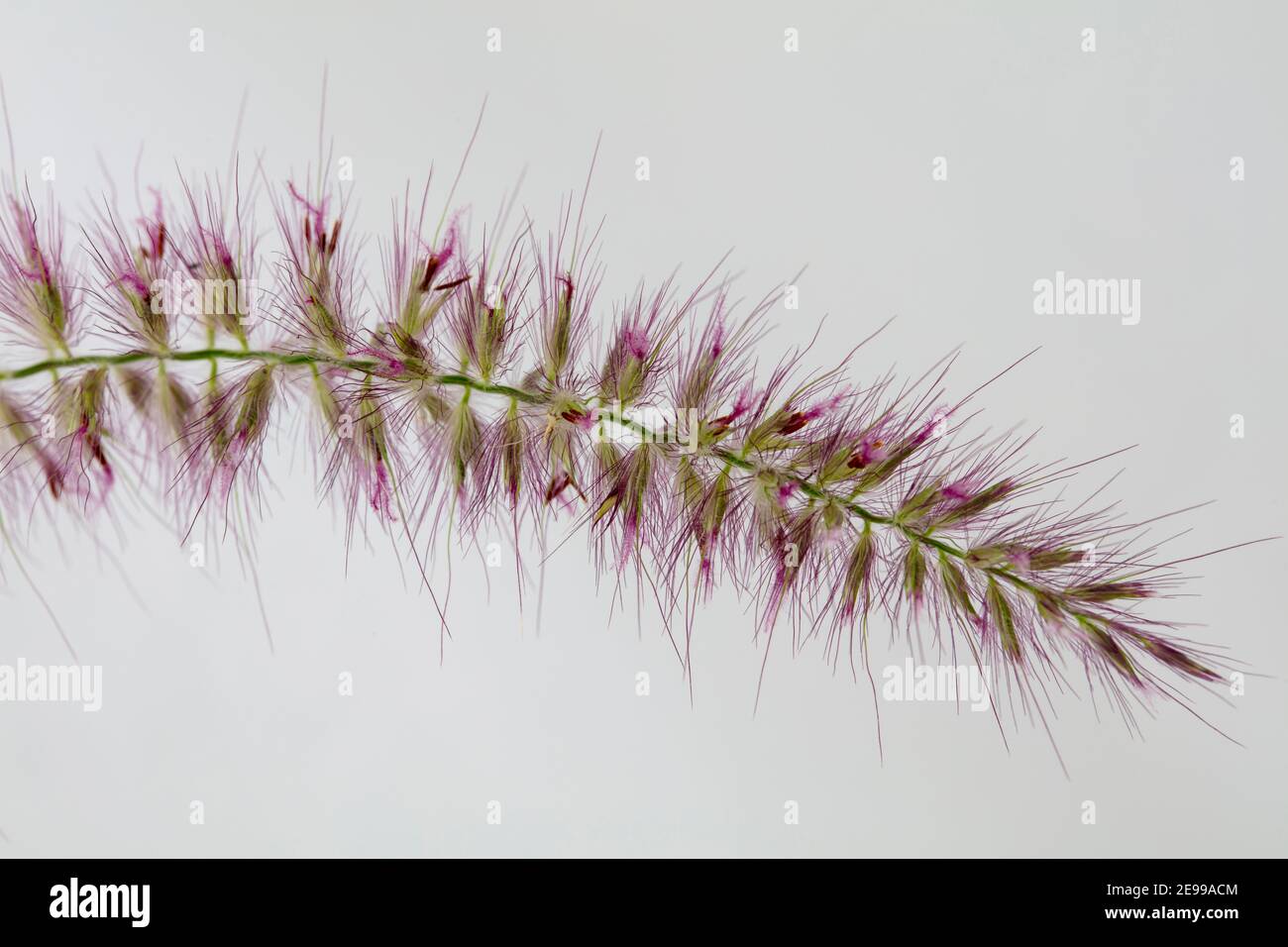 Pennisetum orientale, Fountain Grass, detail Stock Photo - Alamy