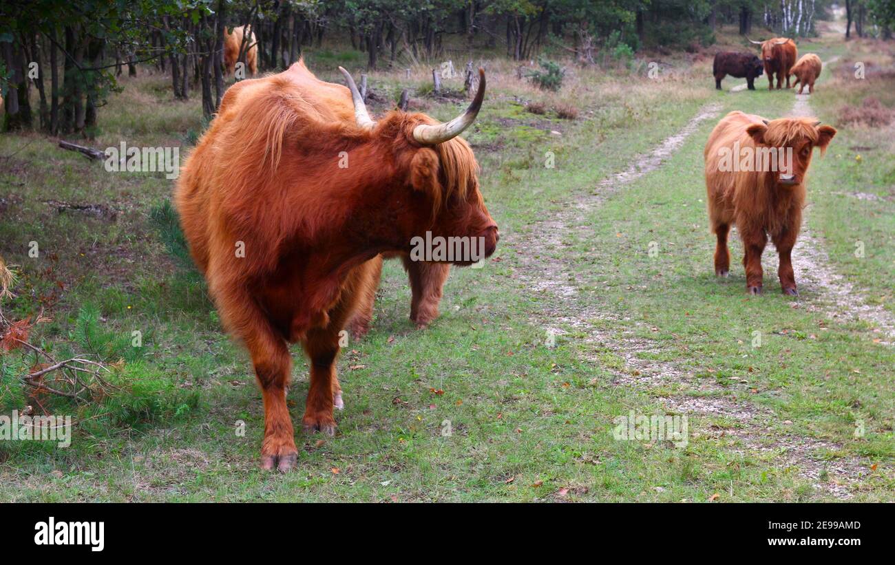 Highland cattle: a female Highland cow is looking behind at a young ...