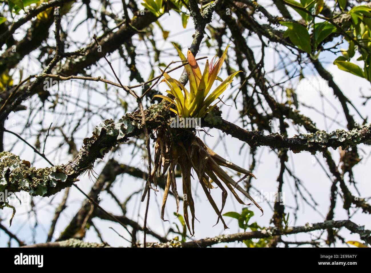 Aechmea caudata Lindm. on tree branch Stock Photo - Alamy