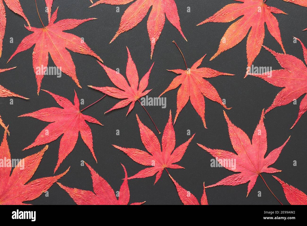 Dark red japanese maple tree hi-res stock photography and images - Alamy