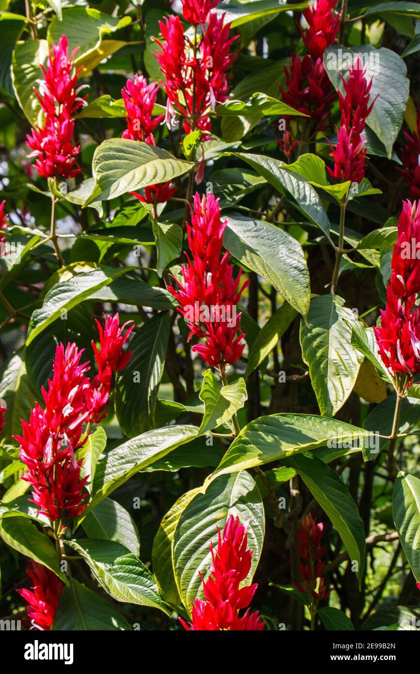 Megaskepasma erythrochlamys Lindau Brazilian red-cloak Stock Photo - Alamy